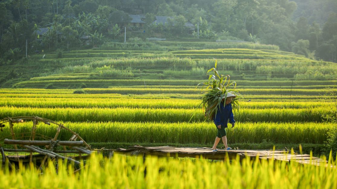 9 Spectacular Vietnam Rice Fields - Best Time to Visit and Must-Do ...