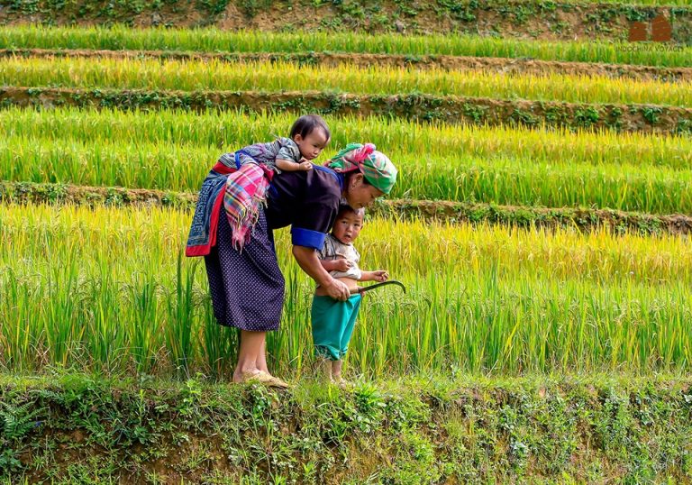 9 Spectacular Vietnam Rice Fields - Best Time to Visit and Must-Do ...