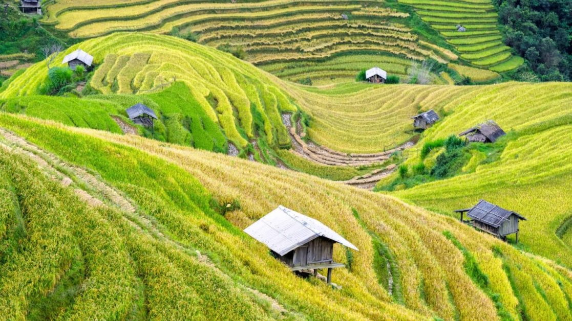 10 best rice fields in Vietnam to visit from North to South in 2025