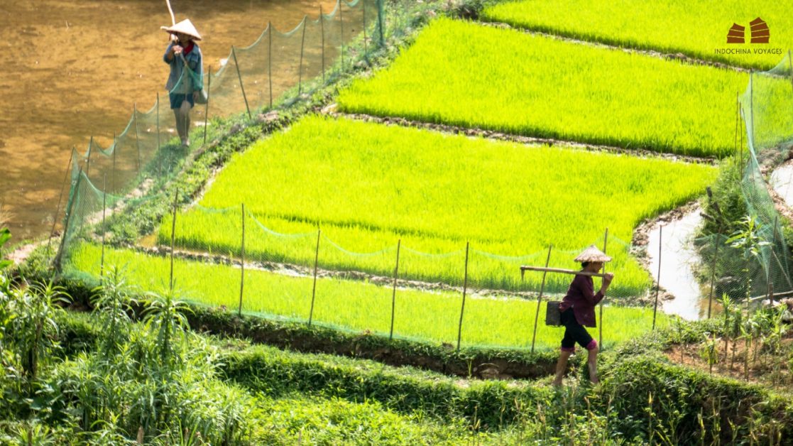 10 best rice fields in Vietnam to visit from North to South in 2025